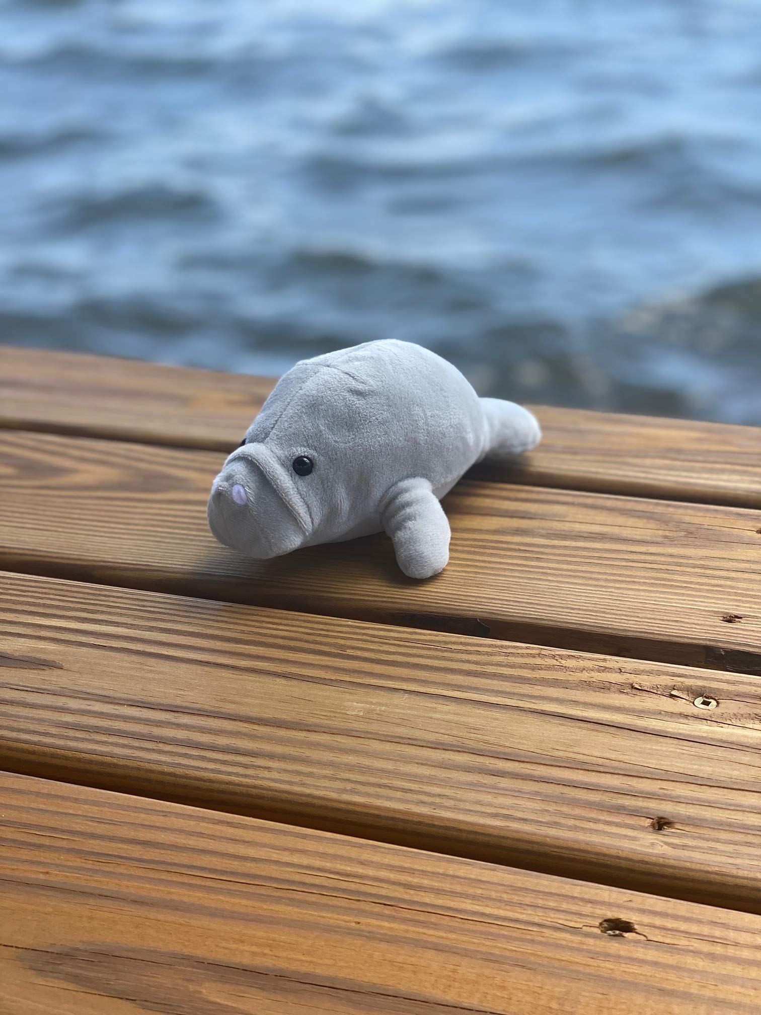 Cute Baby Manatee