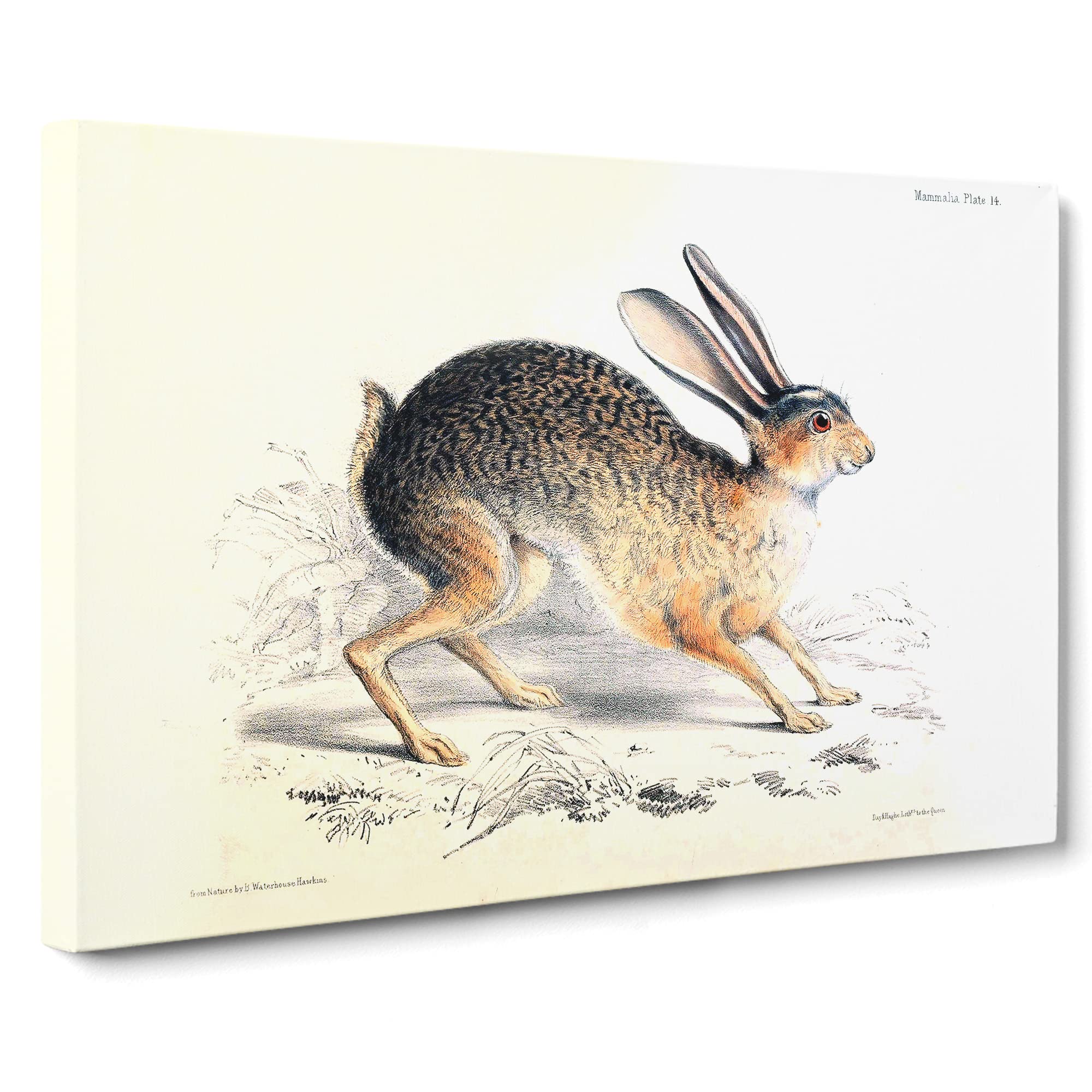 Jack Rabbit Sketch Jackrabbit Vector Art, Icons, And Graphics For Free