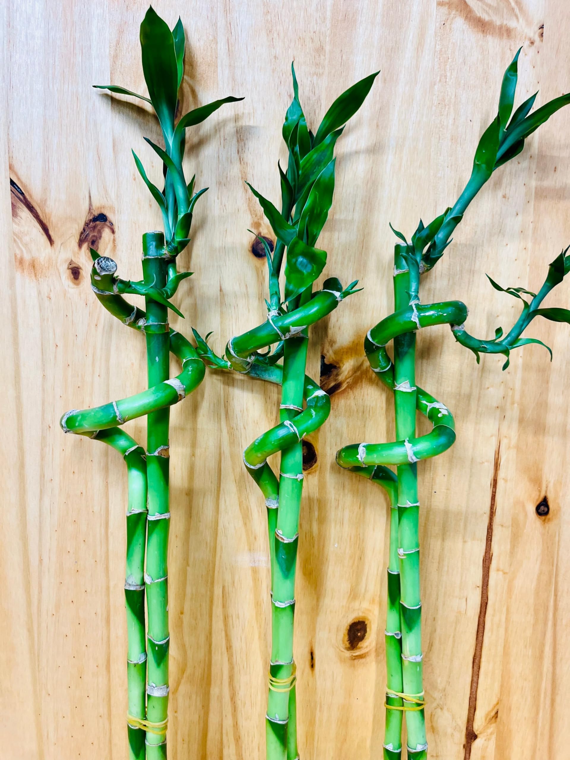 Amazon.com: Jmbamboo- Live 8 Braided Style Lucky Bamboo Plant ...