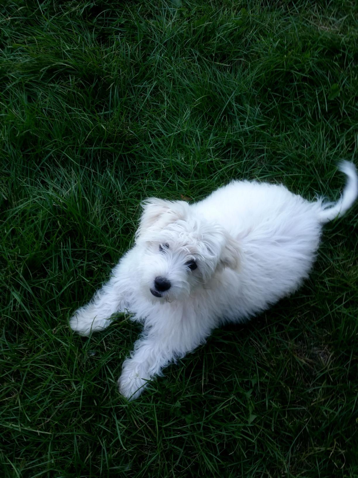 Amazon.com : Dog Supplies Pro-ID Microchip Pet Microchip Mini CHIP ...