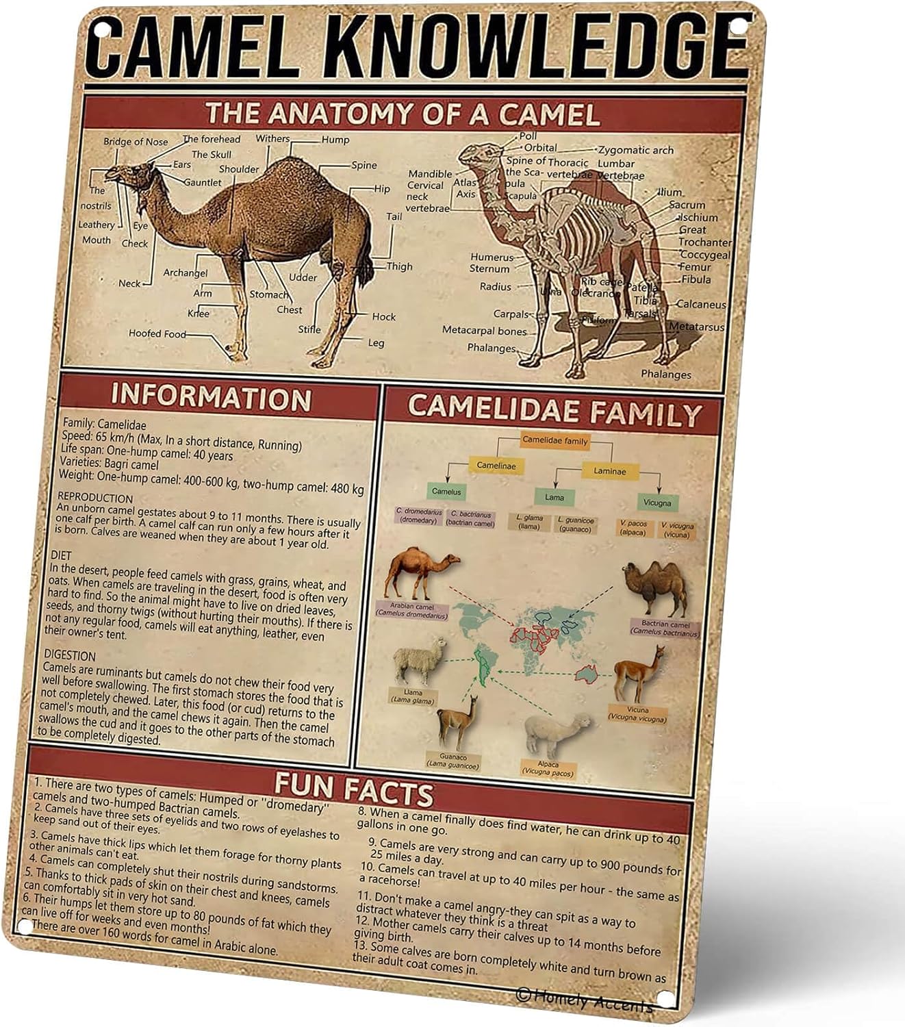Amazon.com: Homely Accents Educational Camel Knowledge Metal Signs ...