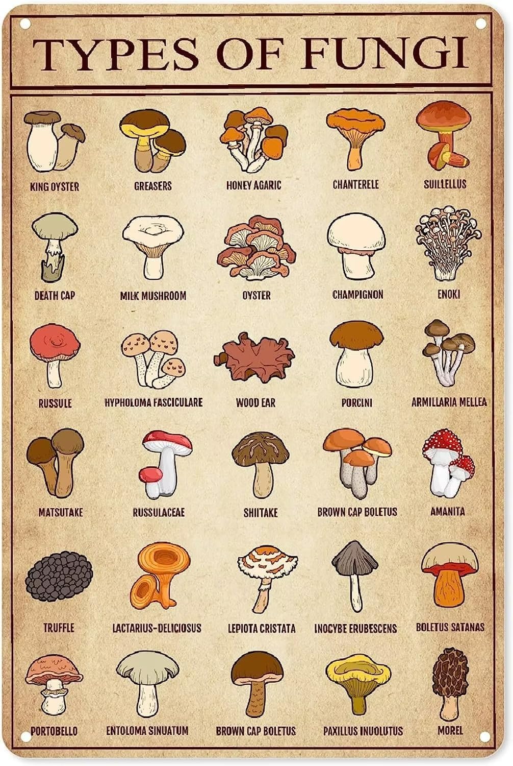 Types Of Fungi