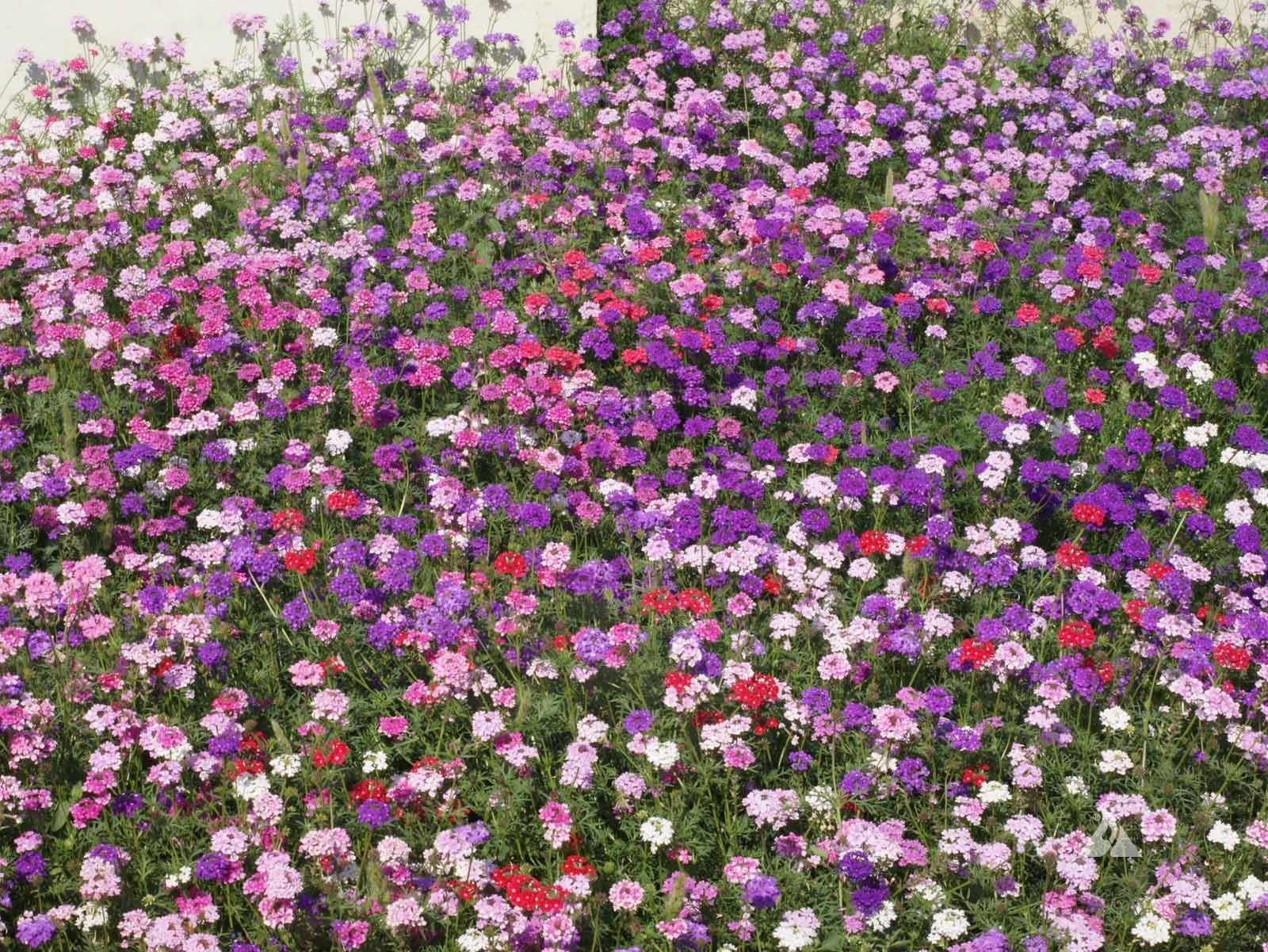 Amazon.com : Moss Verbena - Ground Cover - Mixed Colors for Zones 6-10 ...