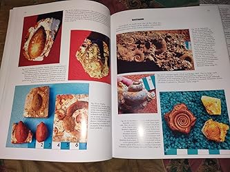 Paleozoic Fossils (Schiffer Book for Collectors): Stinchcomb, Bruce L ...