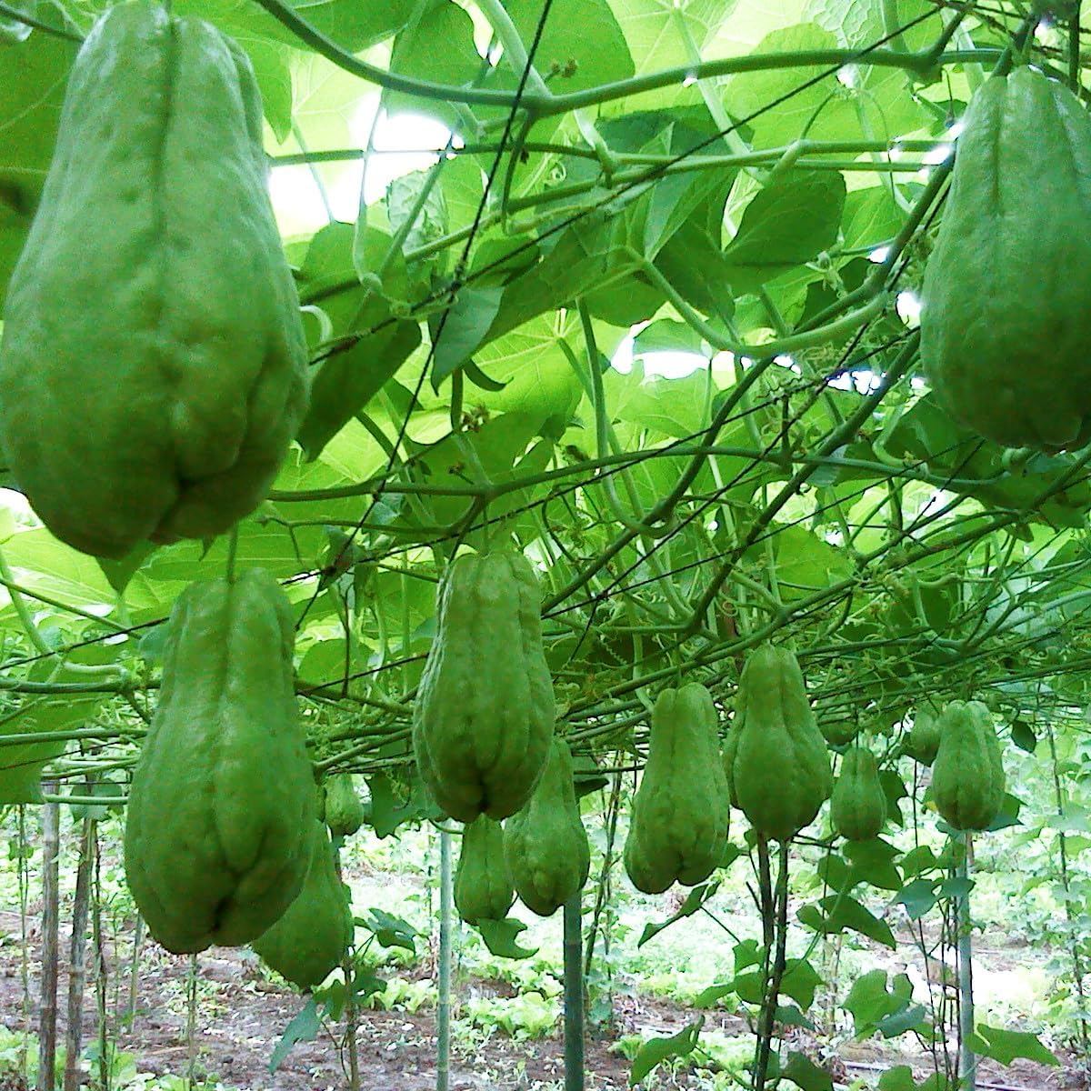Amazon.com : LORATA Garden Juicy Chayote Seeds Crunchy & Versatile ...