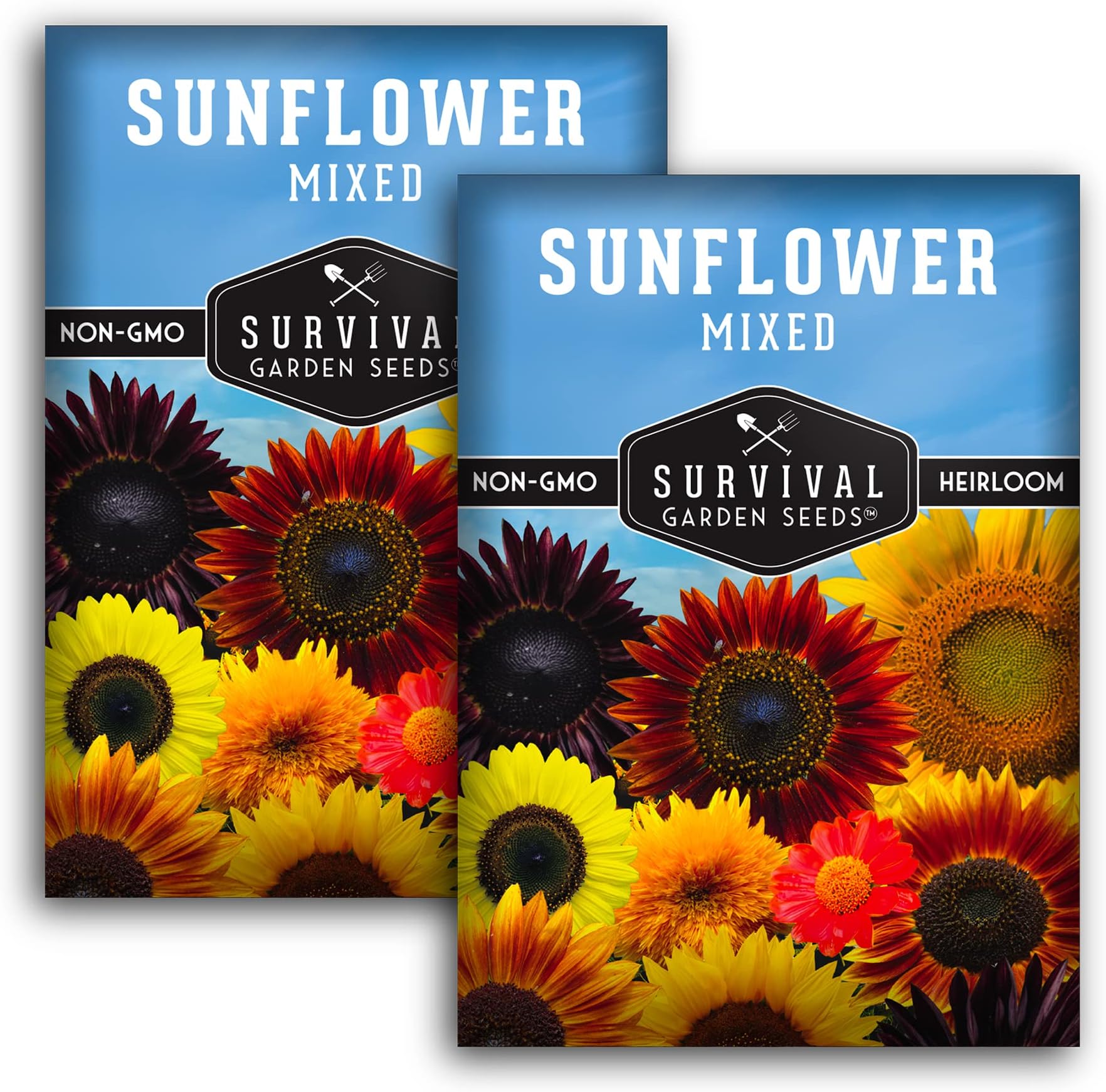 Amazon.com : Seed Needs, Red Sun Sunflower Seeds - 120 Heirloom Seeds ...
