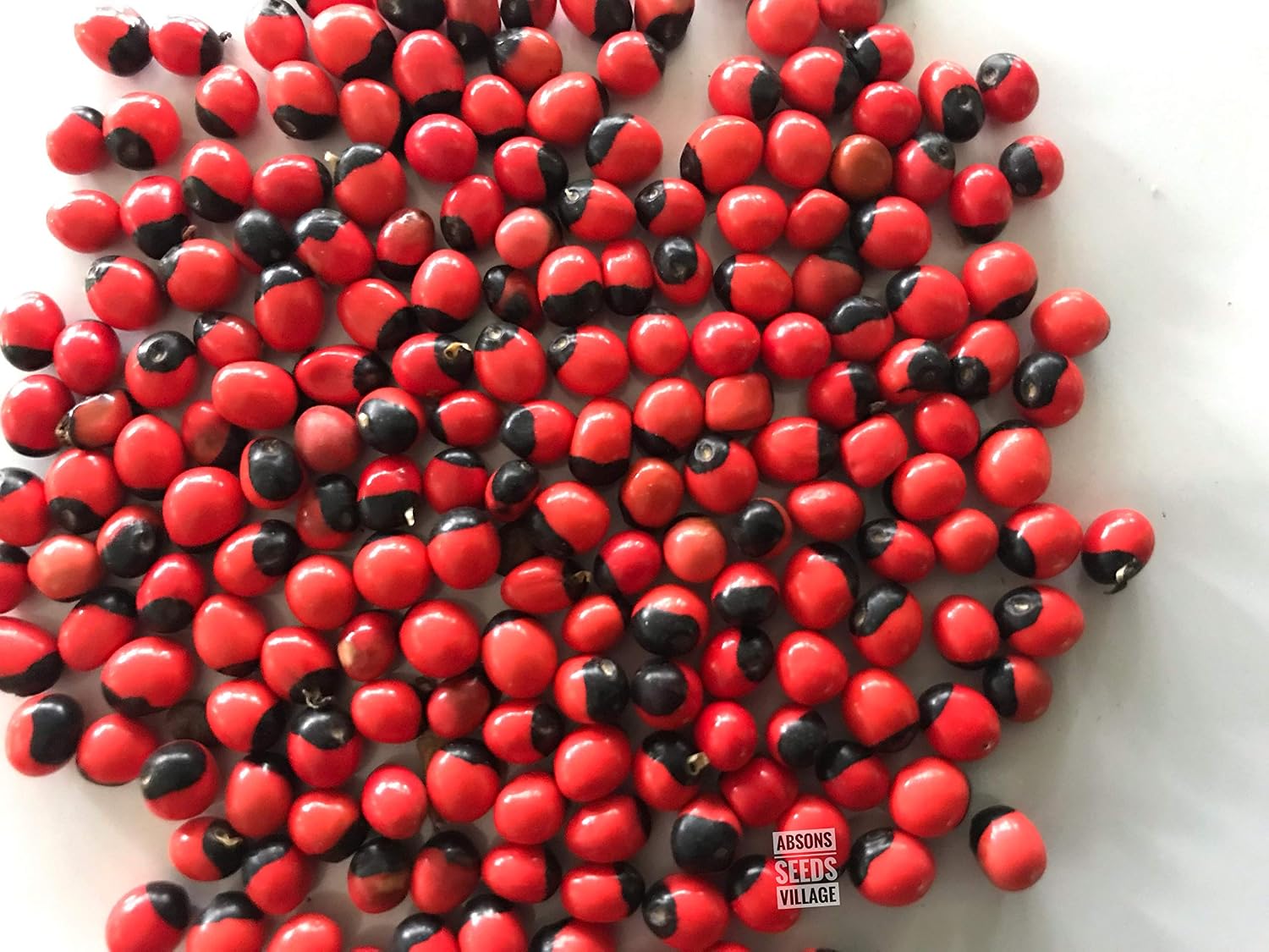 Seeds village prayer beads Red Gaungchi Seeds abrus precatorius Krishna ...