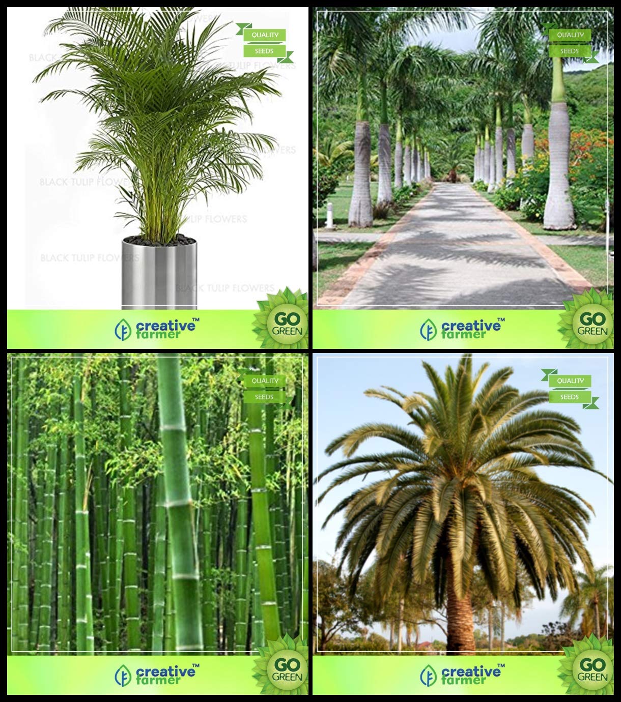 Creative Farmer Plant Seeds Combo Tree Seeds : Areca Palm, Oreodoxa ...