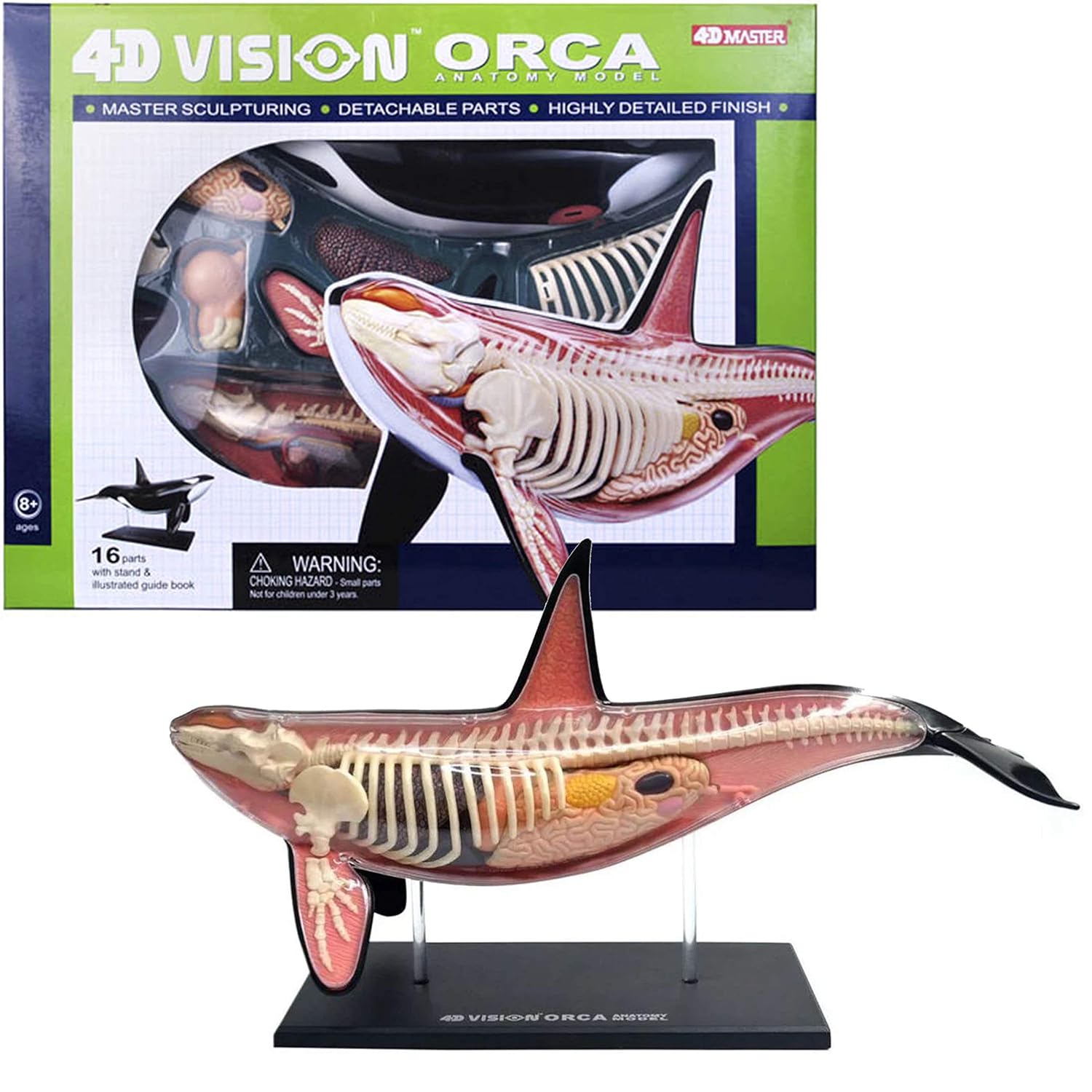 Buy 4D Vision Orca Anatomy Model Online at Low Prices in India - Amazon.in