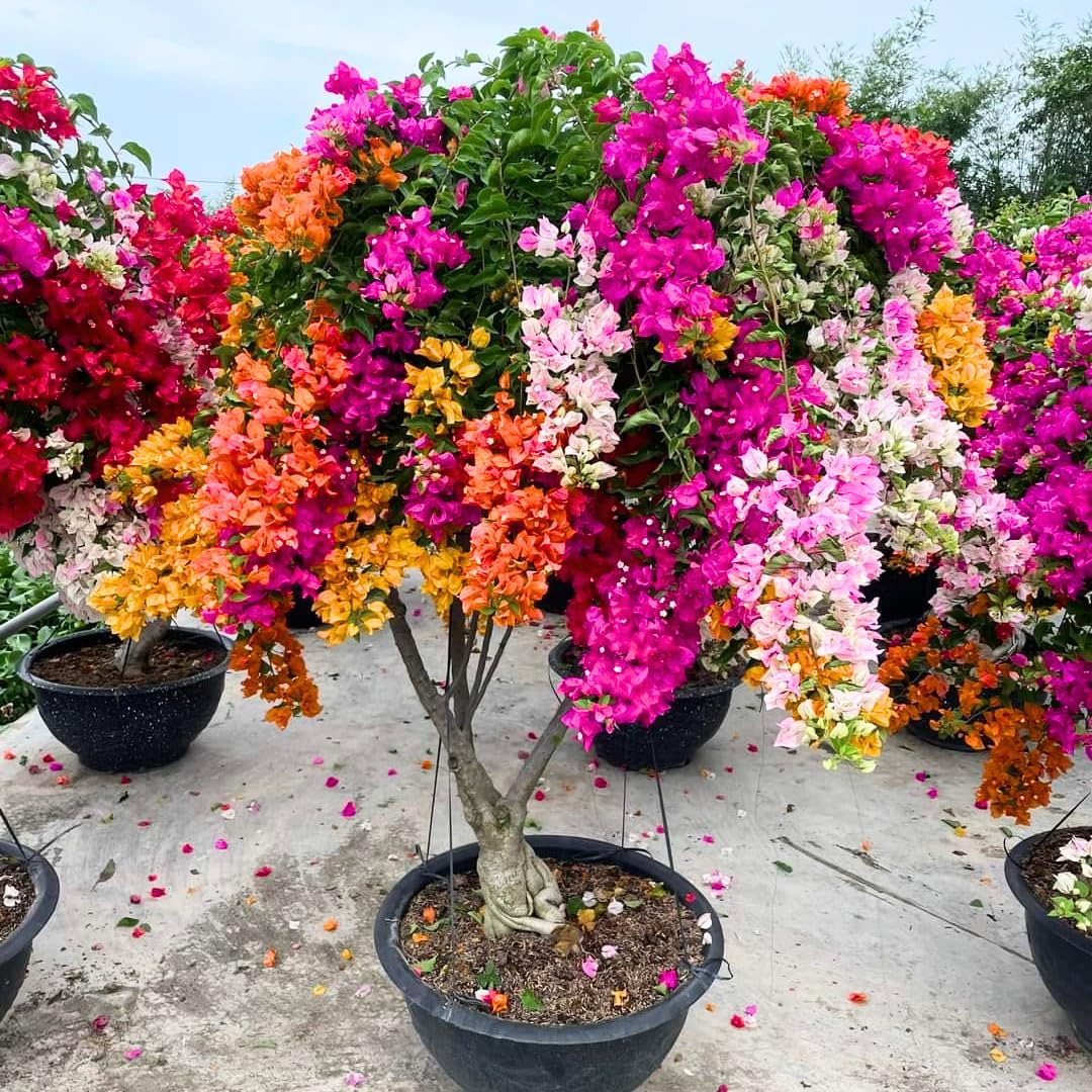 Amazon.com : 3 Bougainvillea Plants Live Mixed, Live Flower ...