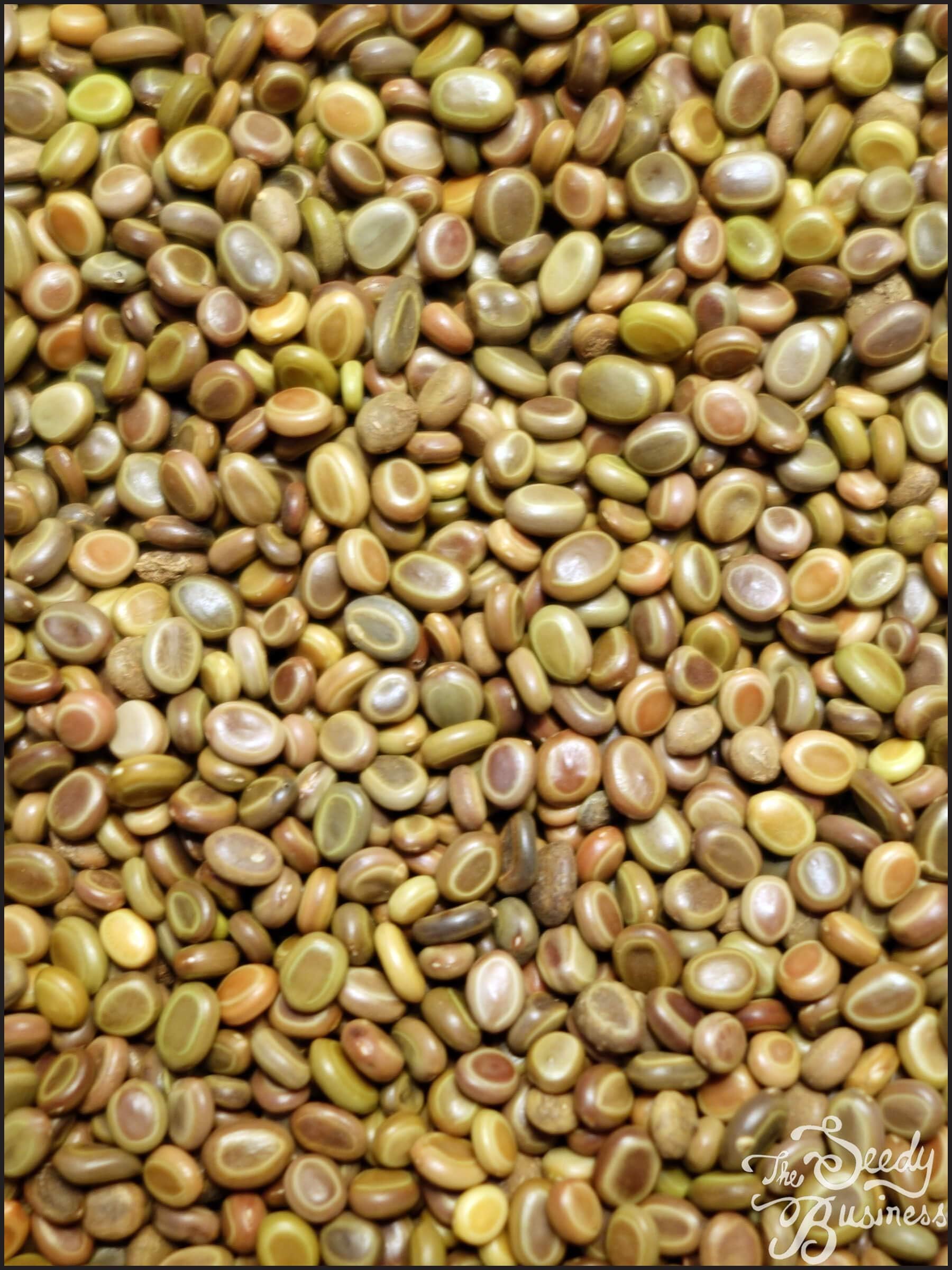 Amazon.com : Palm Beach Medicinal Herbs - Gum Arabic Tree Seeds (Acacia ...