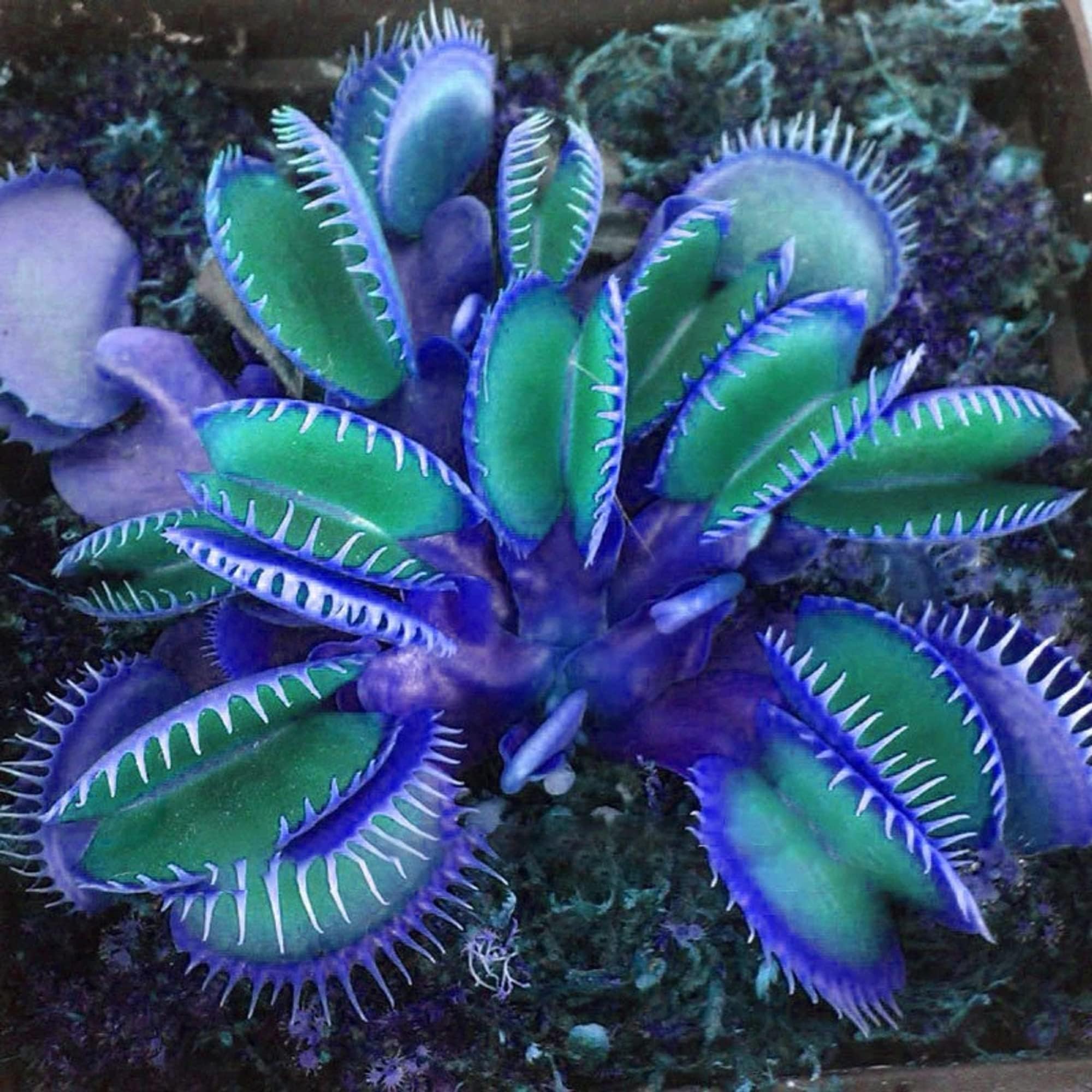 Amazon.com : CHUXAY GARDEN Blue Carnivorous Plant Seed 70 Seeds Rare ...