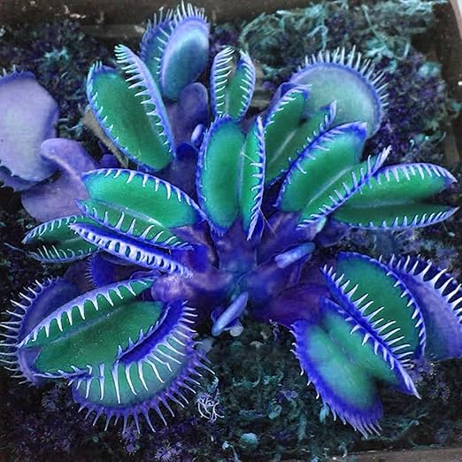 Amazon.com : CHUXAY GARDEN Blue Carnivorous Plant Seed 70 Seeds Rare ...