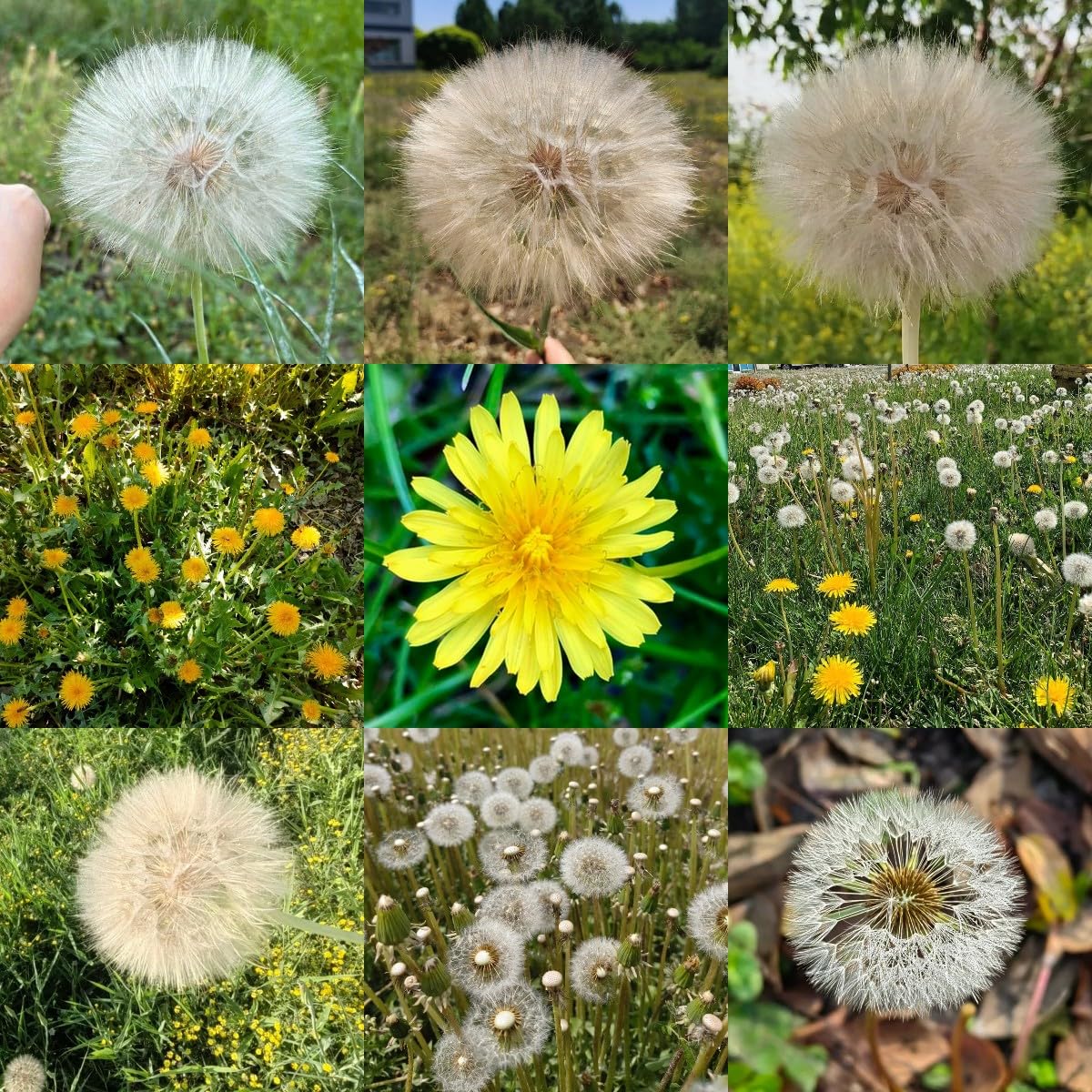 Dandelion Seeds Why Dandelion Seeds Are So Good At Floating | Discover
