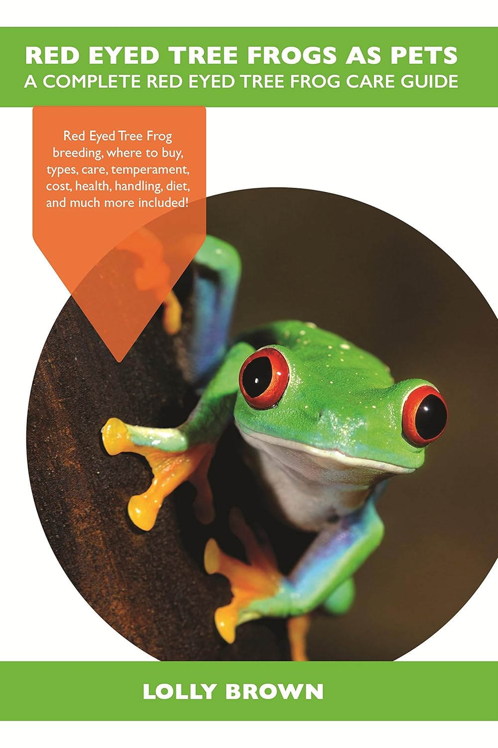 Red Eyed Tree Frogs as Pets: Red Eyed Tree Frog breeding, where to buy ...