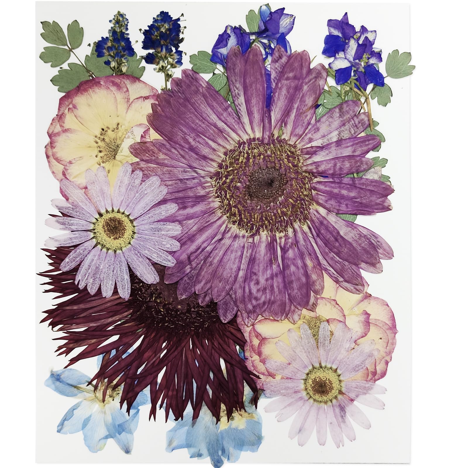 Amazon.com: 15Pcs Dried Pressed Flowers for Resin, Large Pressed Dried ...