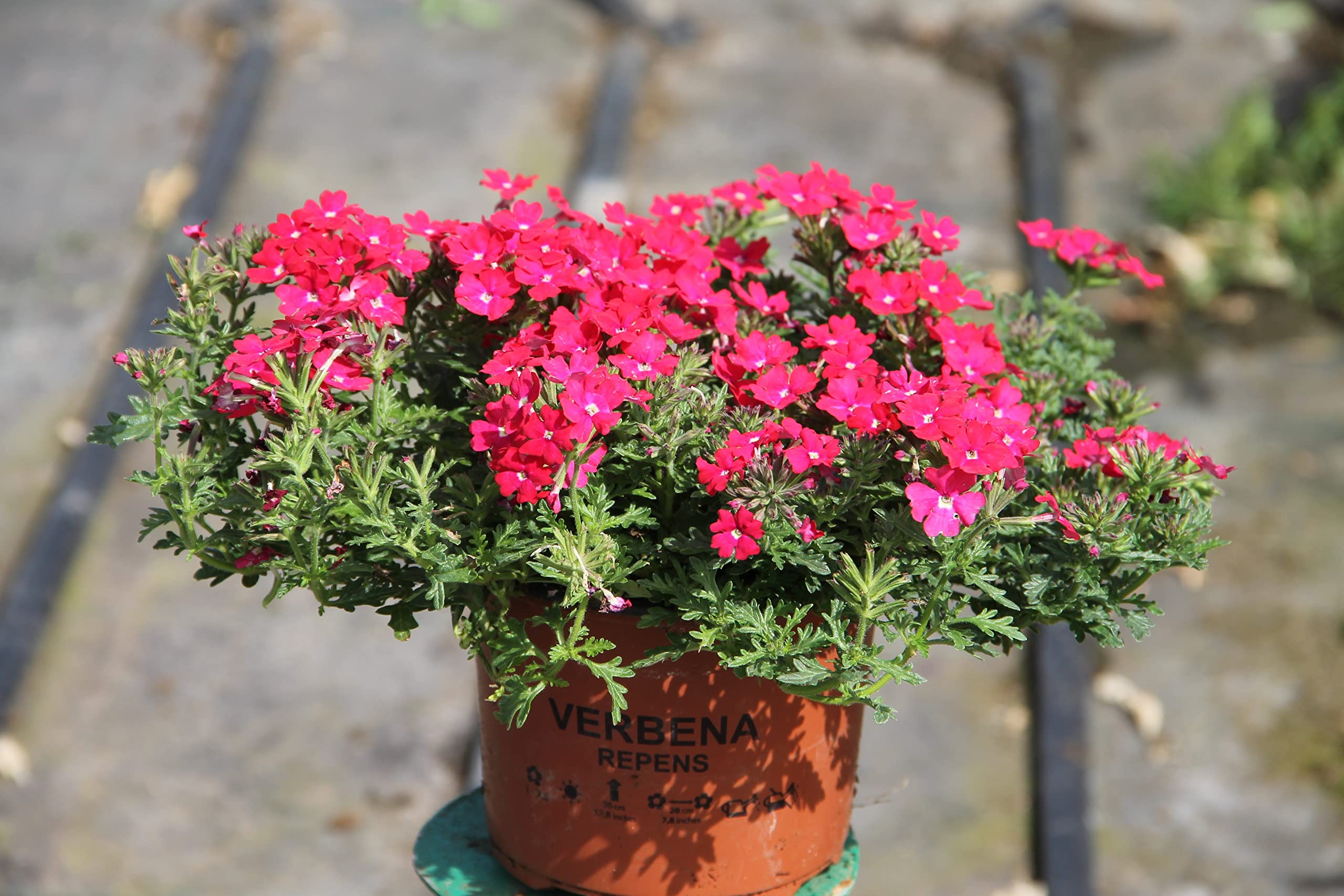 Planta De Verbena Rastrera