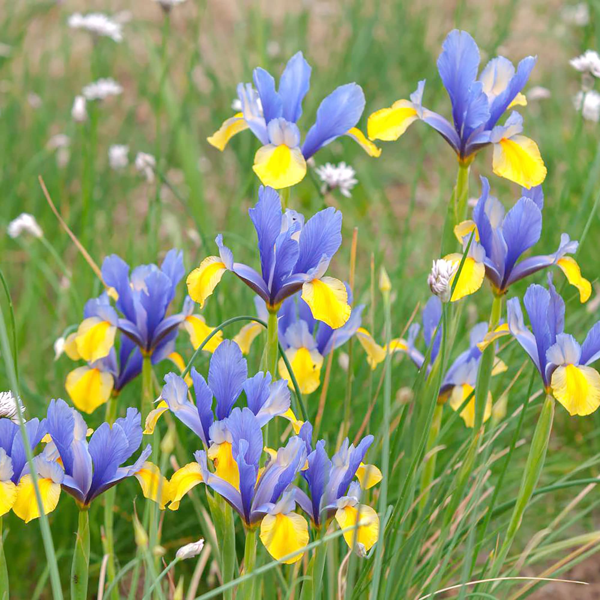 Amazon.com : Dutch Iris Seeds Dutch Hybrid Group Fragrant Cut Flower ...