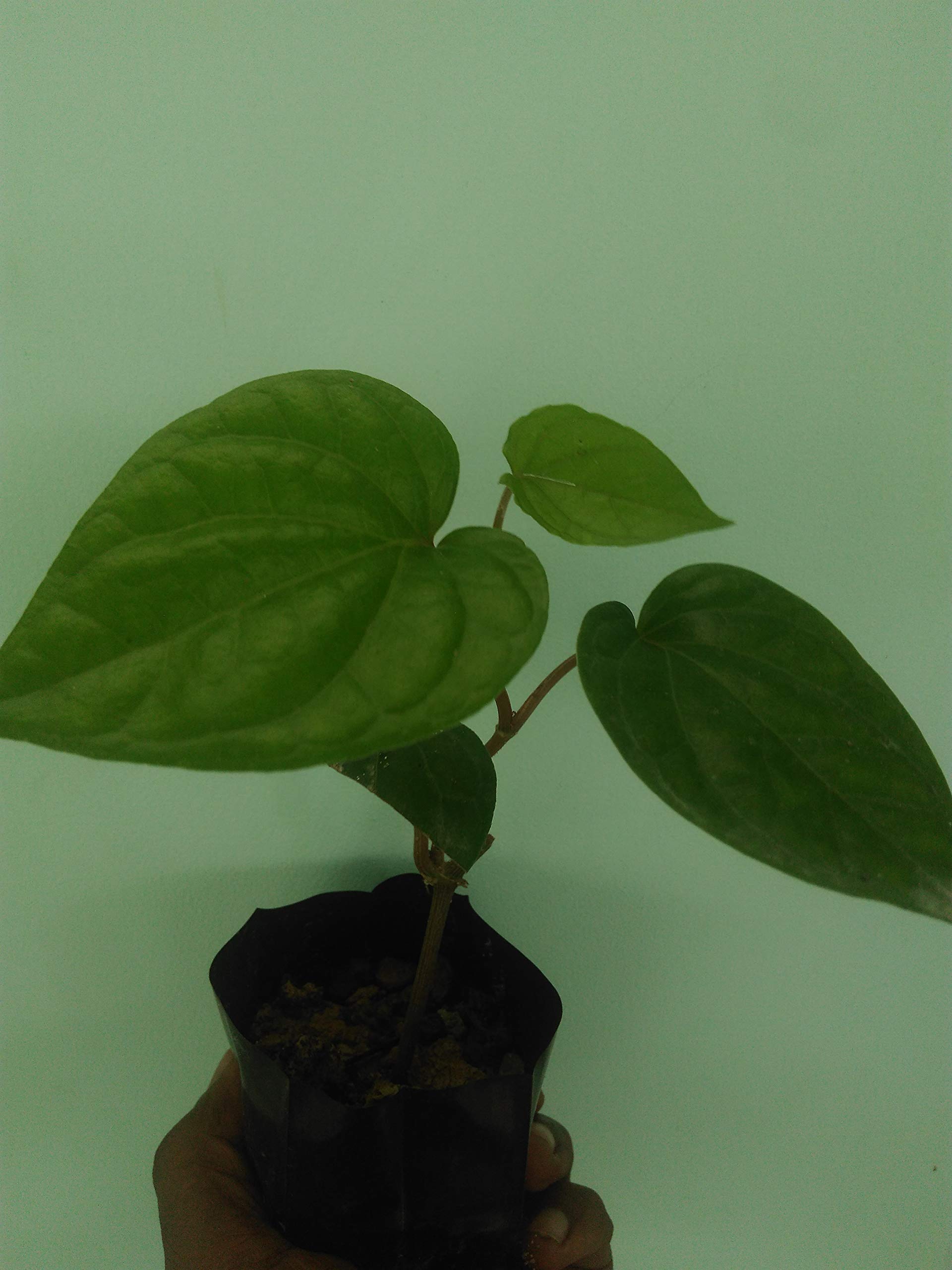 PlantaZee Greeen Earth Pan Betel Leaf (Magai Paan) Live Plants : Amazon ...