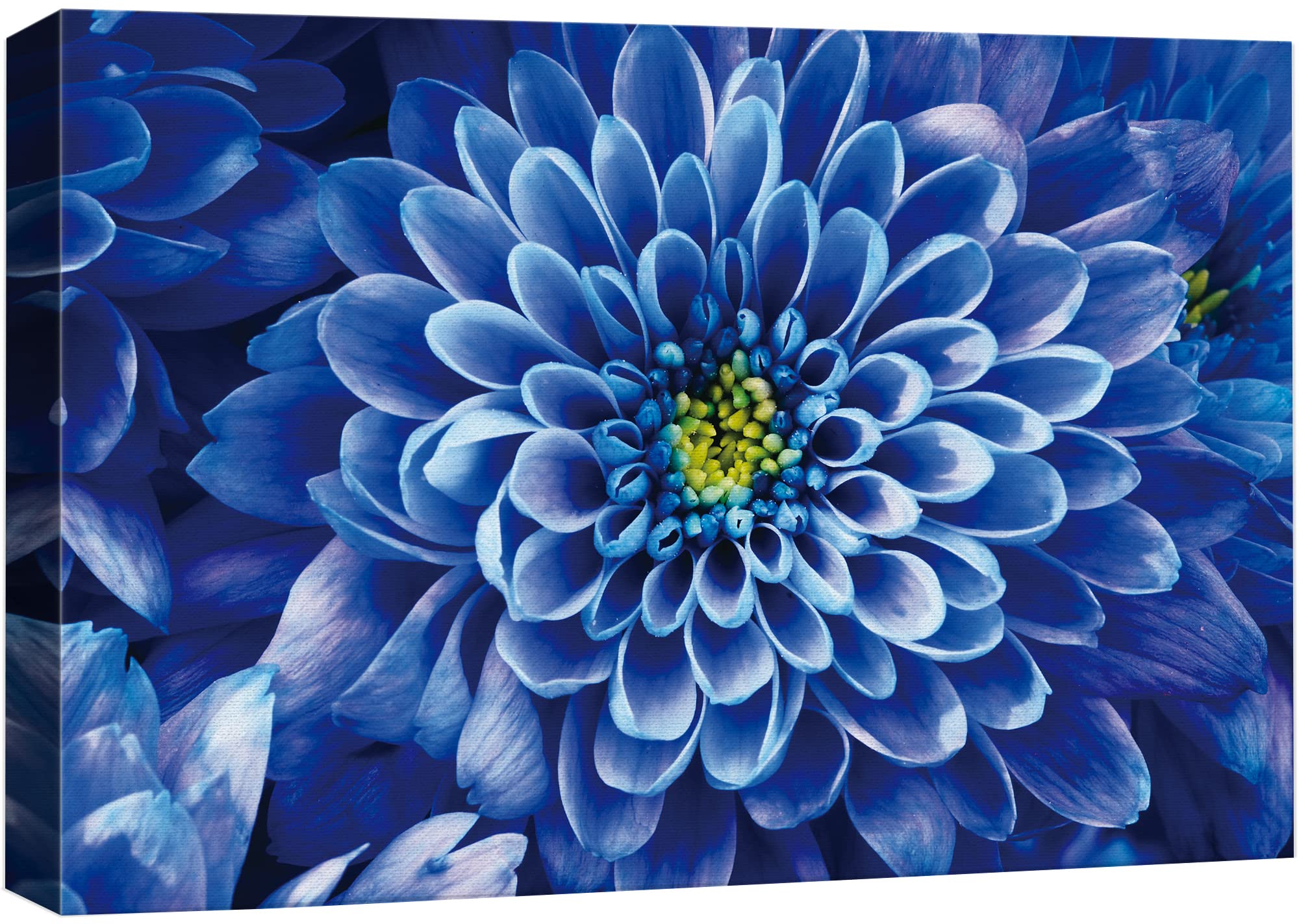 Blue Dahlia Flower