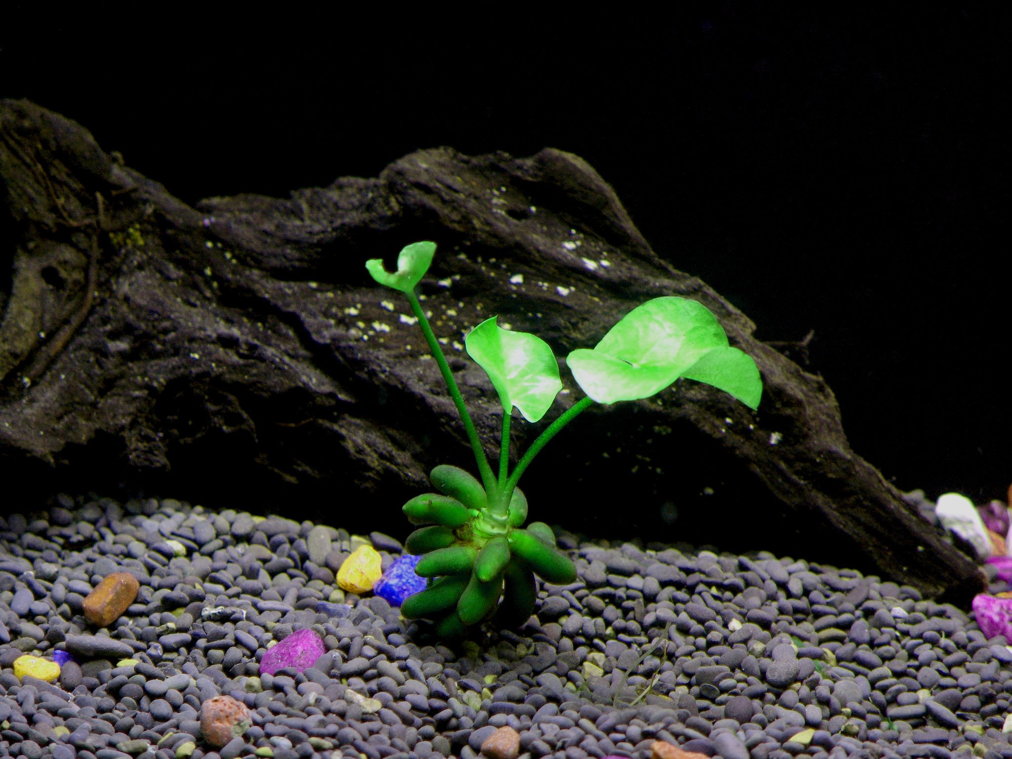 Banana Plant Aquarium