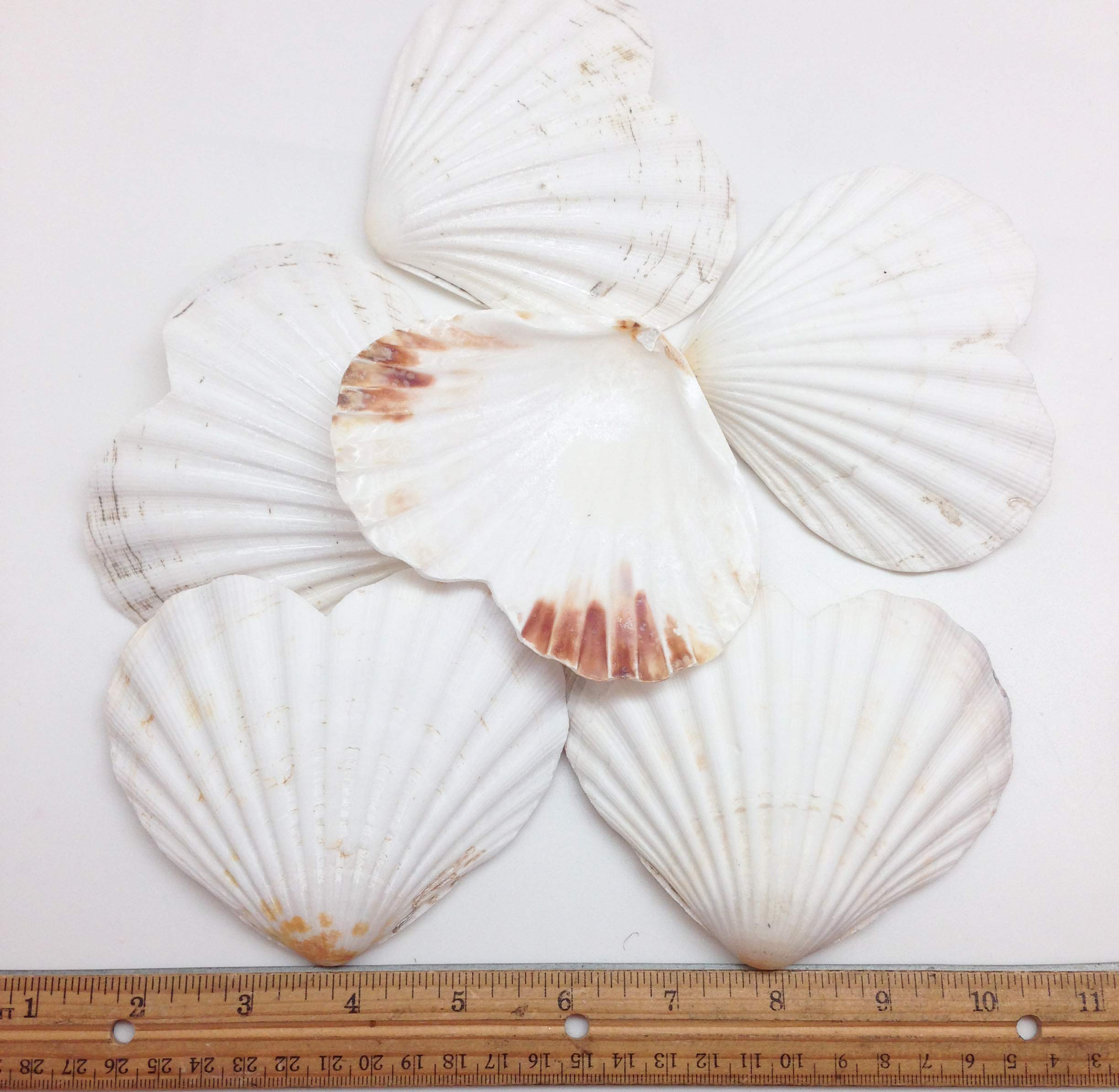 Amazon.com: PEPPERLONELY 6 PC Heart Great Scallop Sea Shells, Irish ...