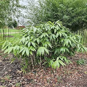 Plant Theory 20cm - 30cm Broadleaf Bamboo Plant Bambusa Sasa Palmata ...