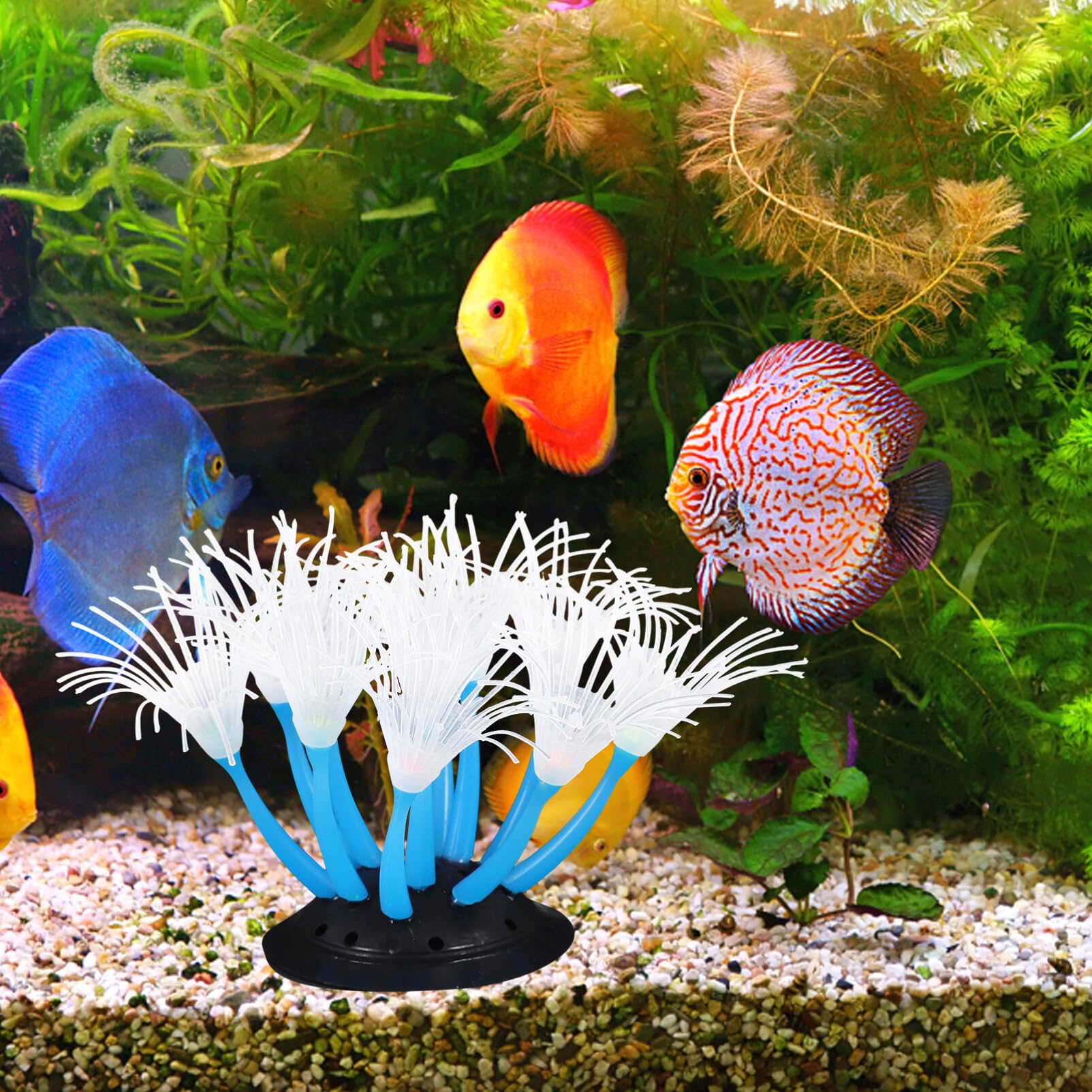 Discus Fish Tank Decoration