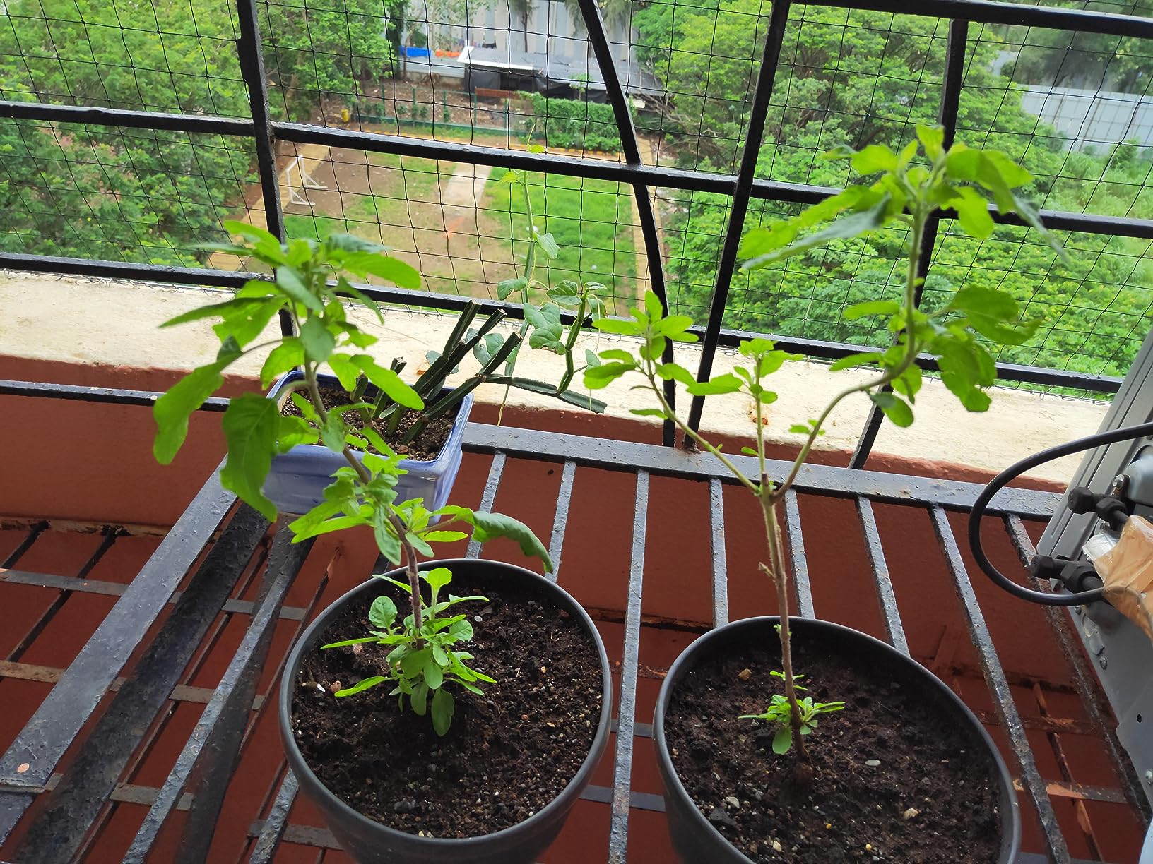 Desi Gardener Live Set Of 2 Real Rama Syama Ayurvedic Tulsi Plants Kali ...