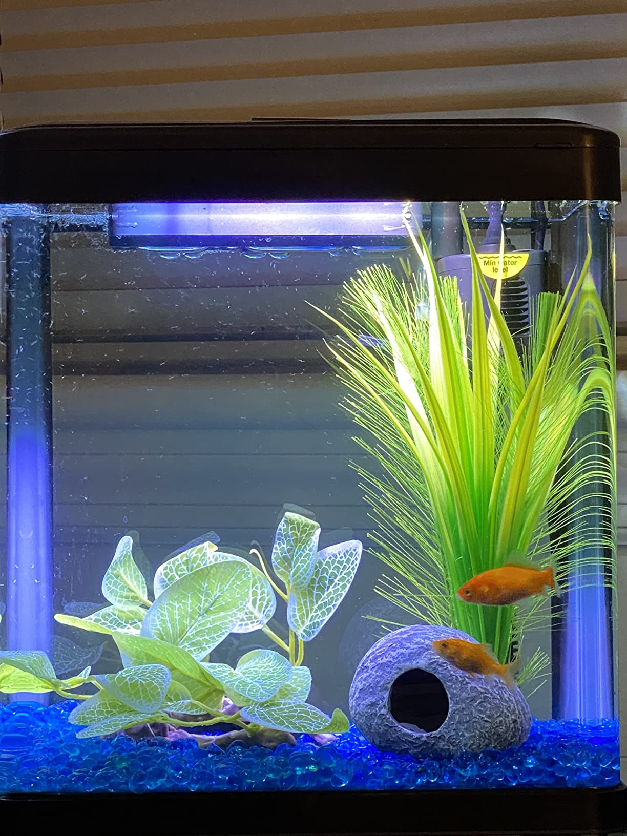 $10/mo - Finance Betta Fish Tank, 2 Gallon Glass Aquarium, 3 in 1 Fish ...