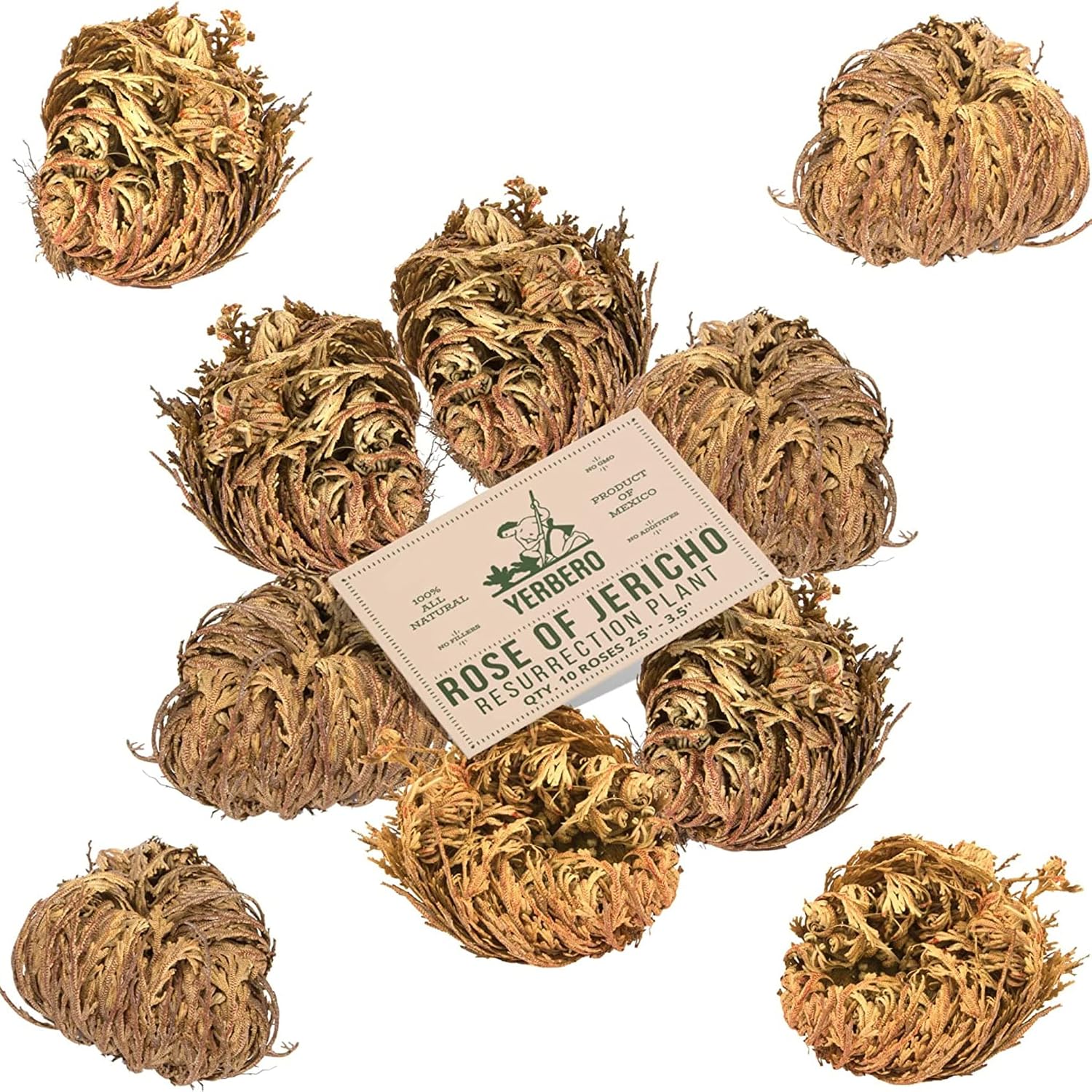 Amazon.com: Yerbero - Big & Jumbo Dried Rose Jericho | Selaginella ...