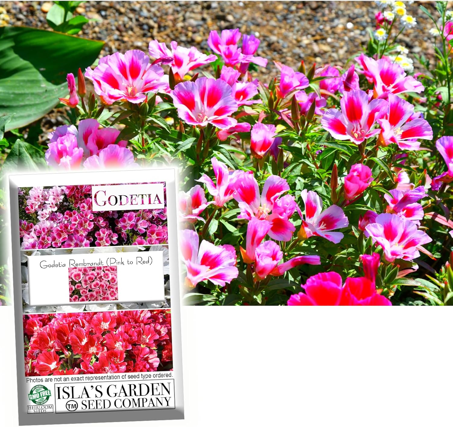 Amazon.com : Pink to Red Godetia Rembrandt Flower Seeds for Planting ...