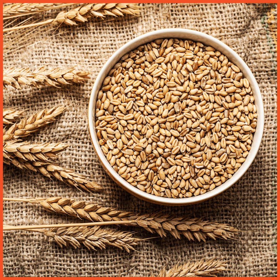 Organic Sharbati Wheat Pure And Sortex Clean Sharbati Gehu Mp ...