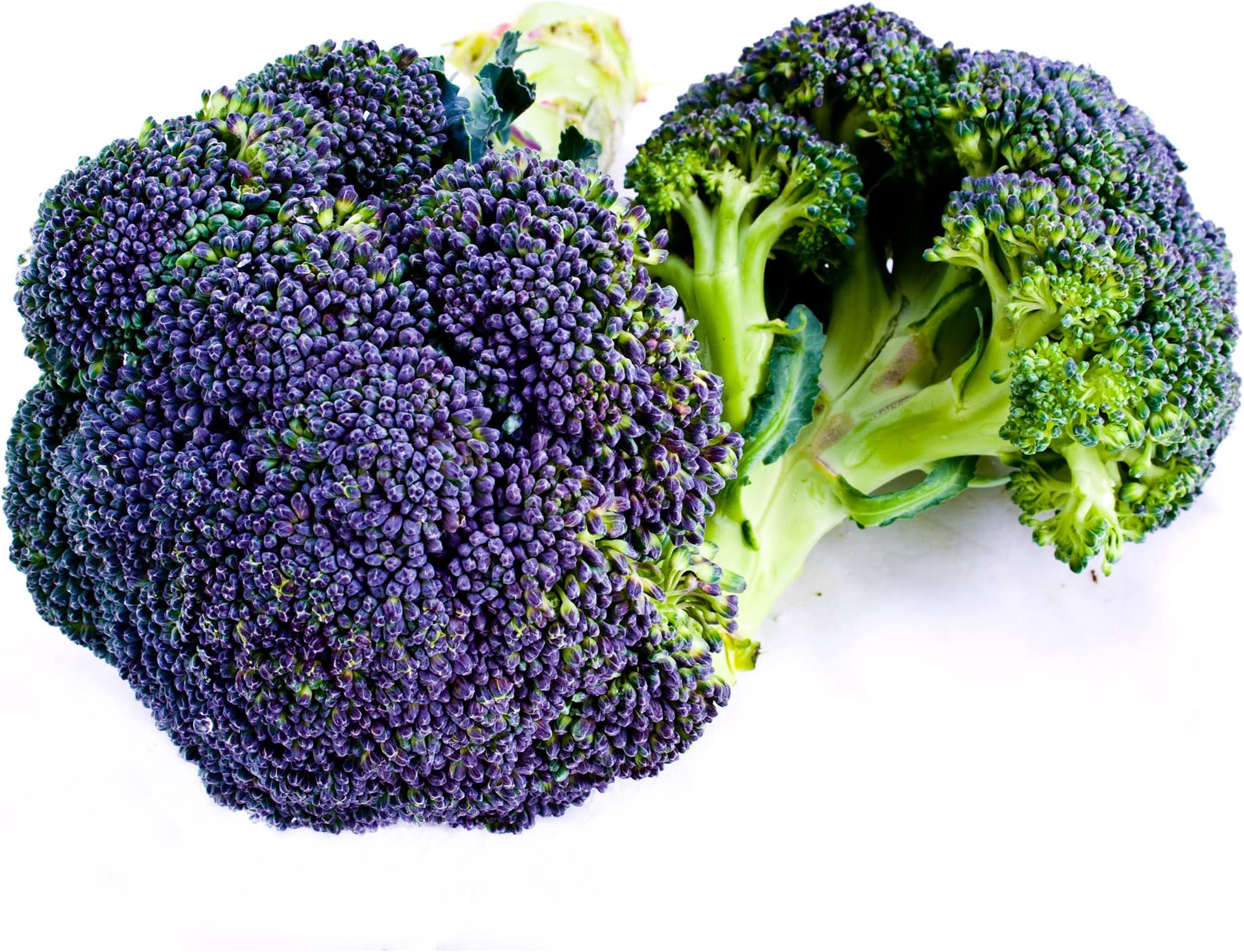 Vegetable Plants Selection - 6 x Full Plug Plants - Garden Ready ...