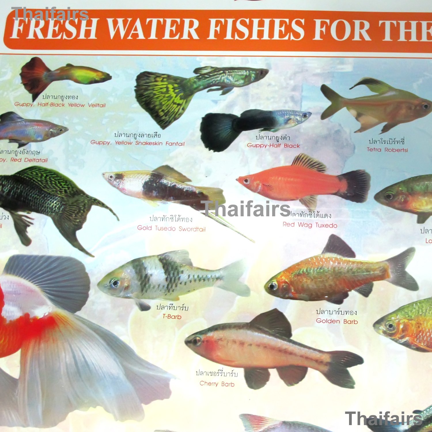 Tropical Fish Chart Poster