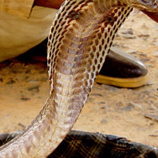 Cobra Snake Wallpaper -- HD Wallpapers of Cobra Snakes! - App on Amazon ...