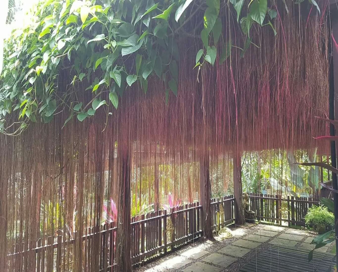 Garden Art Cissus nodosa - Princess vine - Creepers & Climbers Natural ...