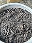 Amazon.com : SEBIOLA Coleus Seeds - Rare Color, Non-GMO Flower Seeds ...
