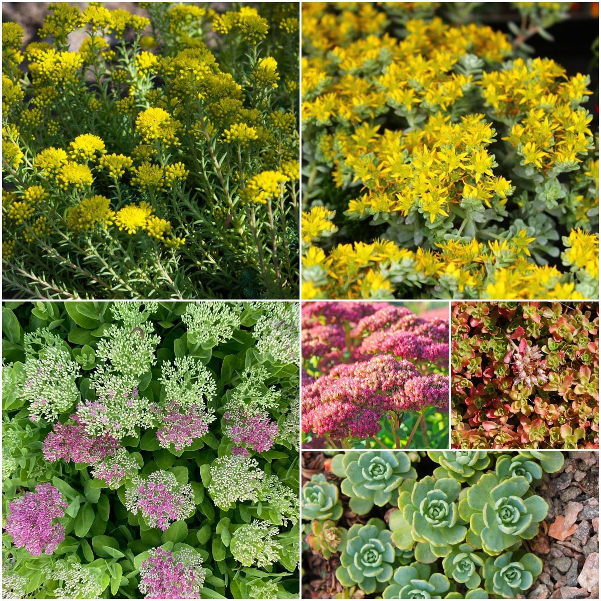 Perennials Sedum Plants Varieties