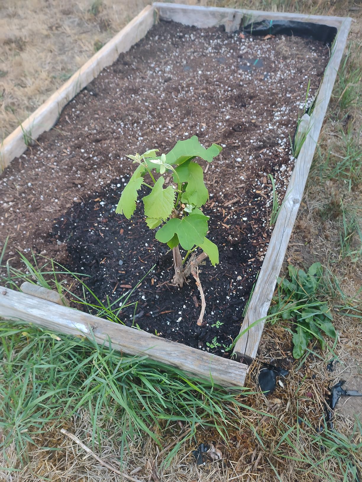 Amazon.com : Concord Seedless Grape Vine - 1 Bare Root Live Plant ...