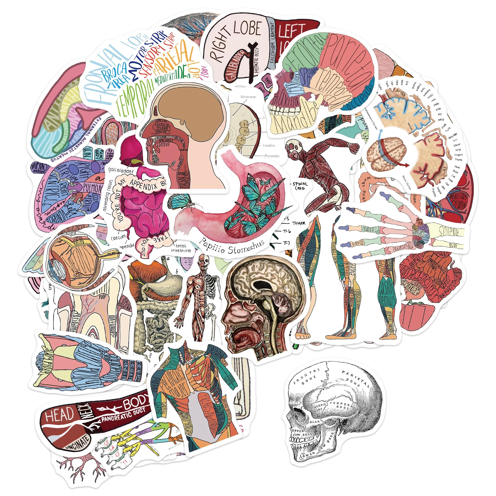Amazon.com: 50PCS Human Organ Stickers, Medical Stickers, Human Anatomy ...