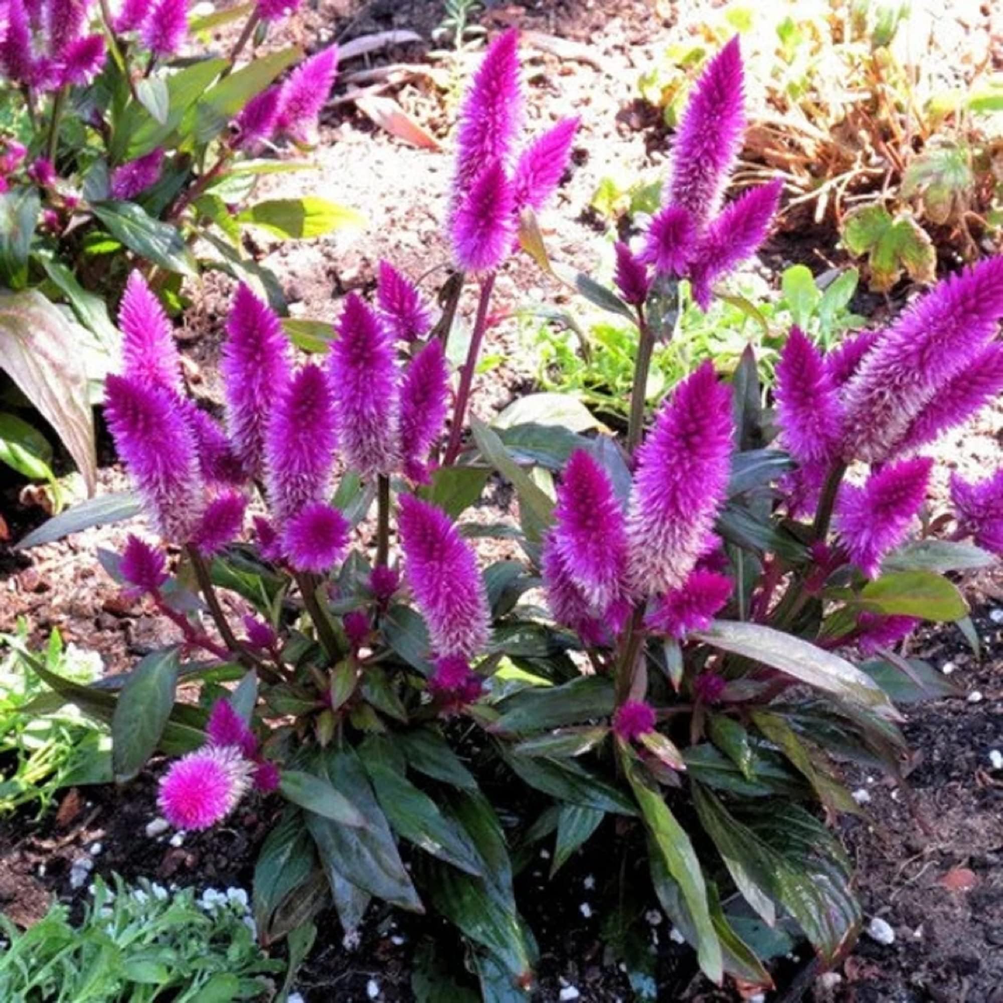 Amazon.com : CHUXAY GARDEN Deeringia Spicata 'Flamingo Feather' Seed ...
