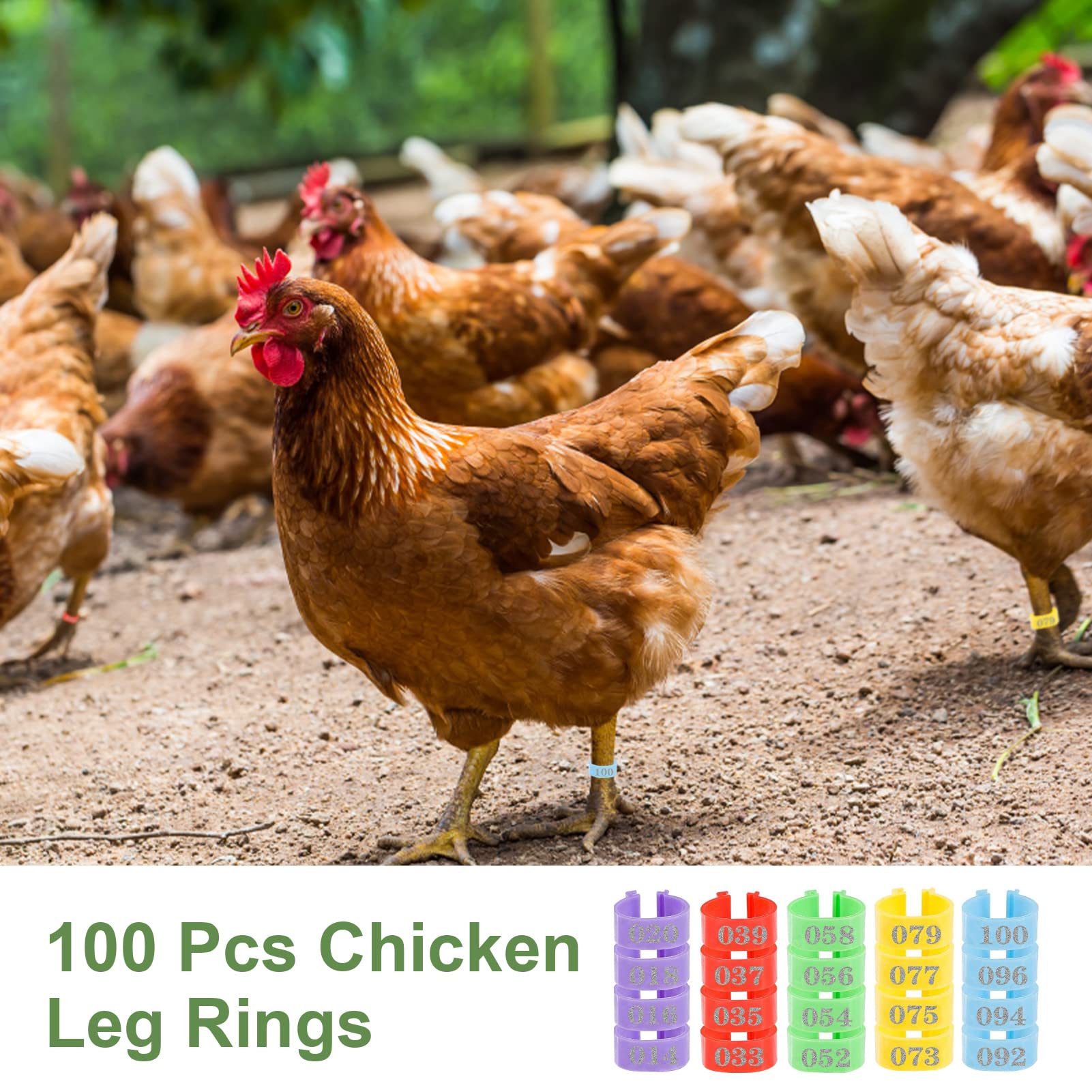Snapklik.com : MEWTOGO 100 Pcs Chicken Leg Rings- Colorful Numbered ...