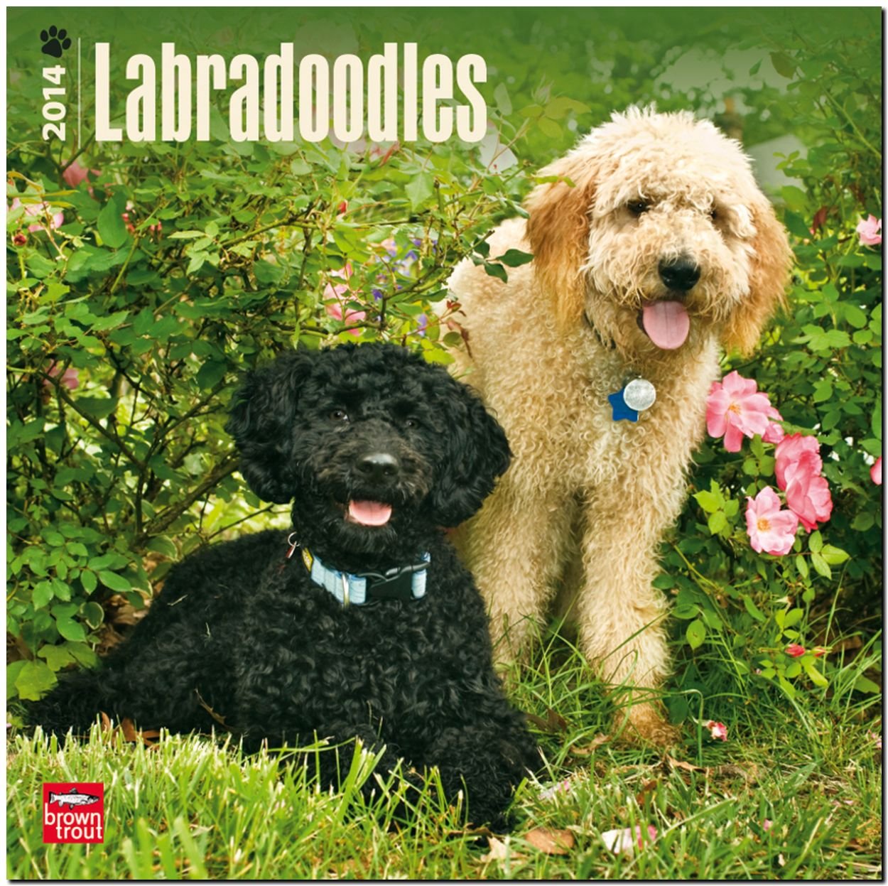 Labradoodles 2014 Calendar: NOT A BOOK: 9781465011084: Amazon.com: Books