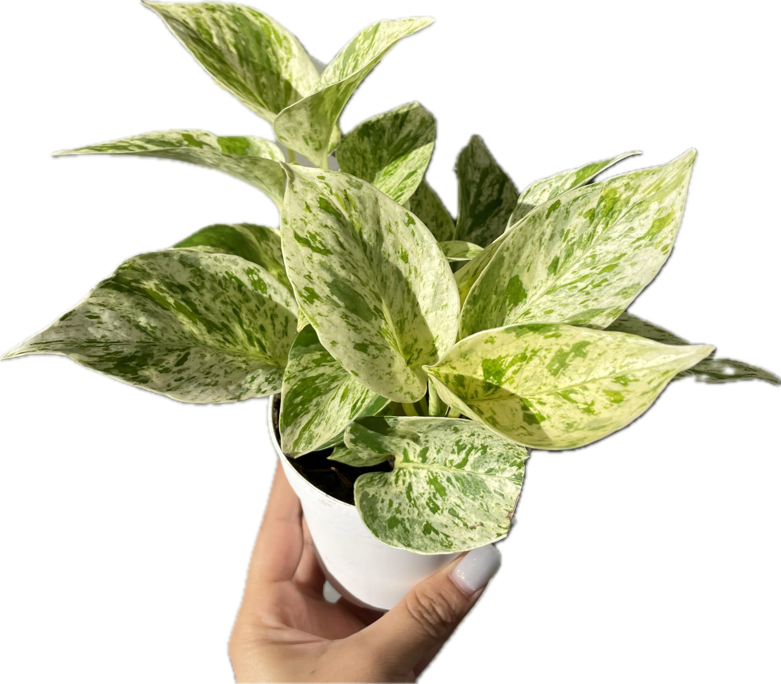 Amazon.com : Snow Queen Pothos – Elegant White & Green Variegated ...