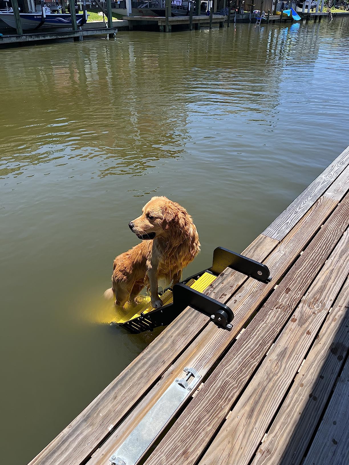 Amazon.com: WaterDog Adventure Gear Dog Ladder for Dock : Pet Supplies