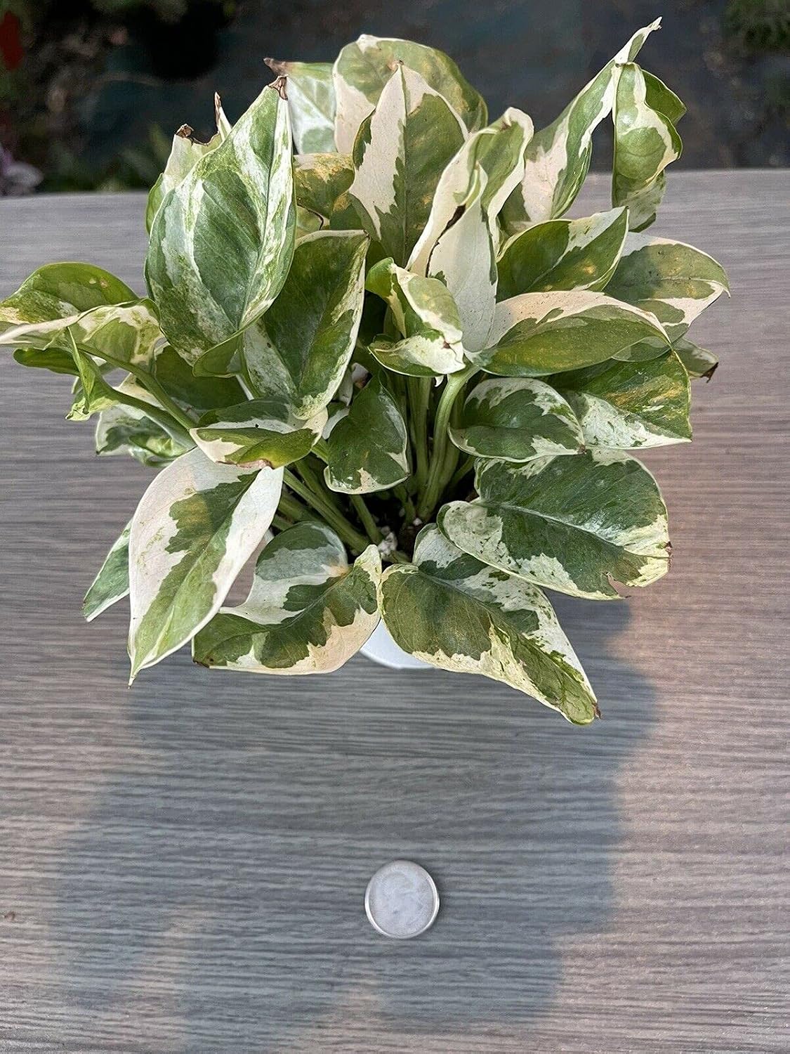 Amazon.com : Live Plant- Rare Pothos N Joy Indoor White Variegated ...