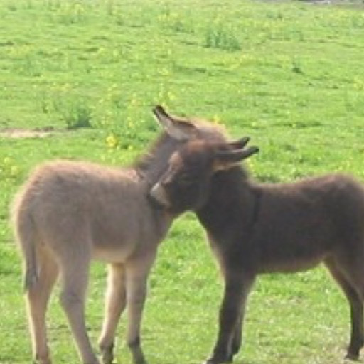 Donkey Wallpaper -- HD Wallpapers of Donkeys! - App on Amazon Appstore