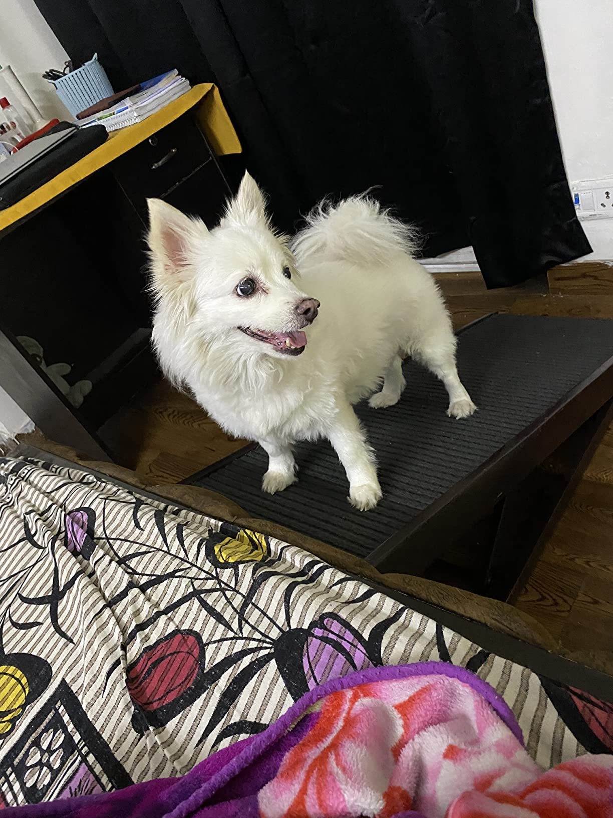 PATHOSIO PETS Dog RAMP (Blueberry) : Amazon.in: Pet Supplies