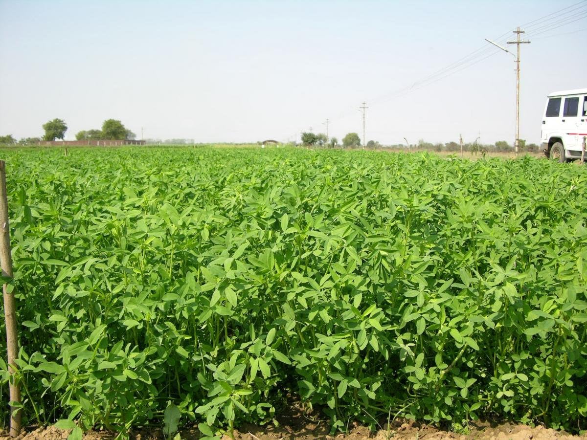 Indica Punjab Hadu Barseem 1kg - 1000gm Seeds Pack by super agri green ...